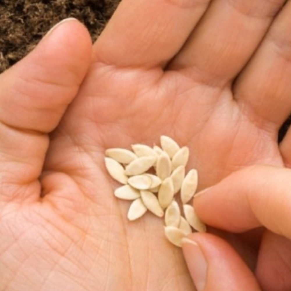 Cucumber Seed 250g – orlydryfruits